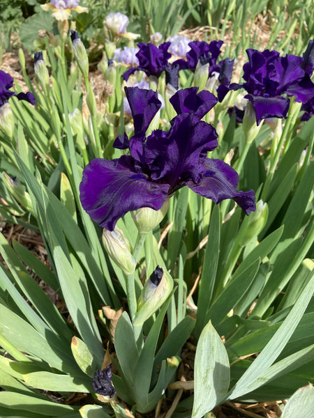 Iris- Deep Purple – Colorado Flower Collective