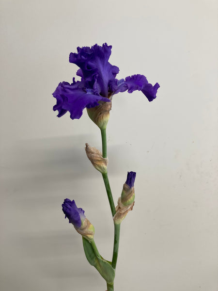 Iris- Deep Purple – Colorado Flower Collective