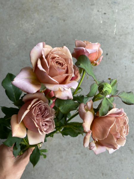 Rose- Koko Loko/Stephen Rulo – Colorado Flower Collective