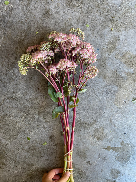 Sedum- Matrona – Colorado Flower Collective