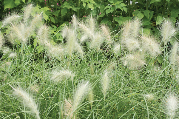 Grass- Feathertop – Colorado Flower Collective