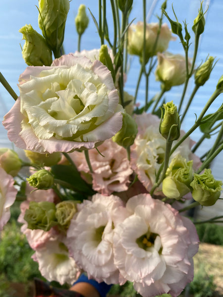 Lisianthus- Antique Blush – Colorado Flower Collective