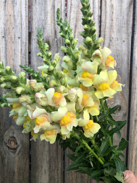 Snapdragon- Apricot Yellow Classic – Colorado Flower Collective