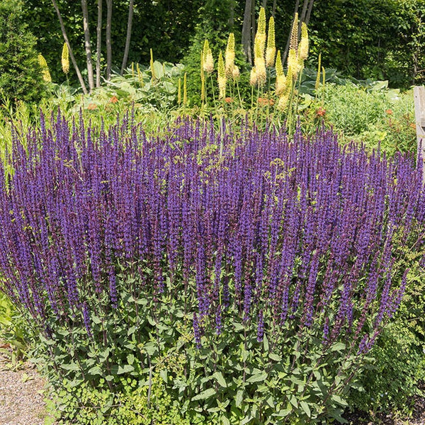 Sage- Purple – Colorado Flower Collective